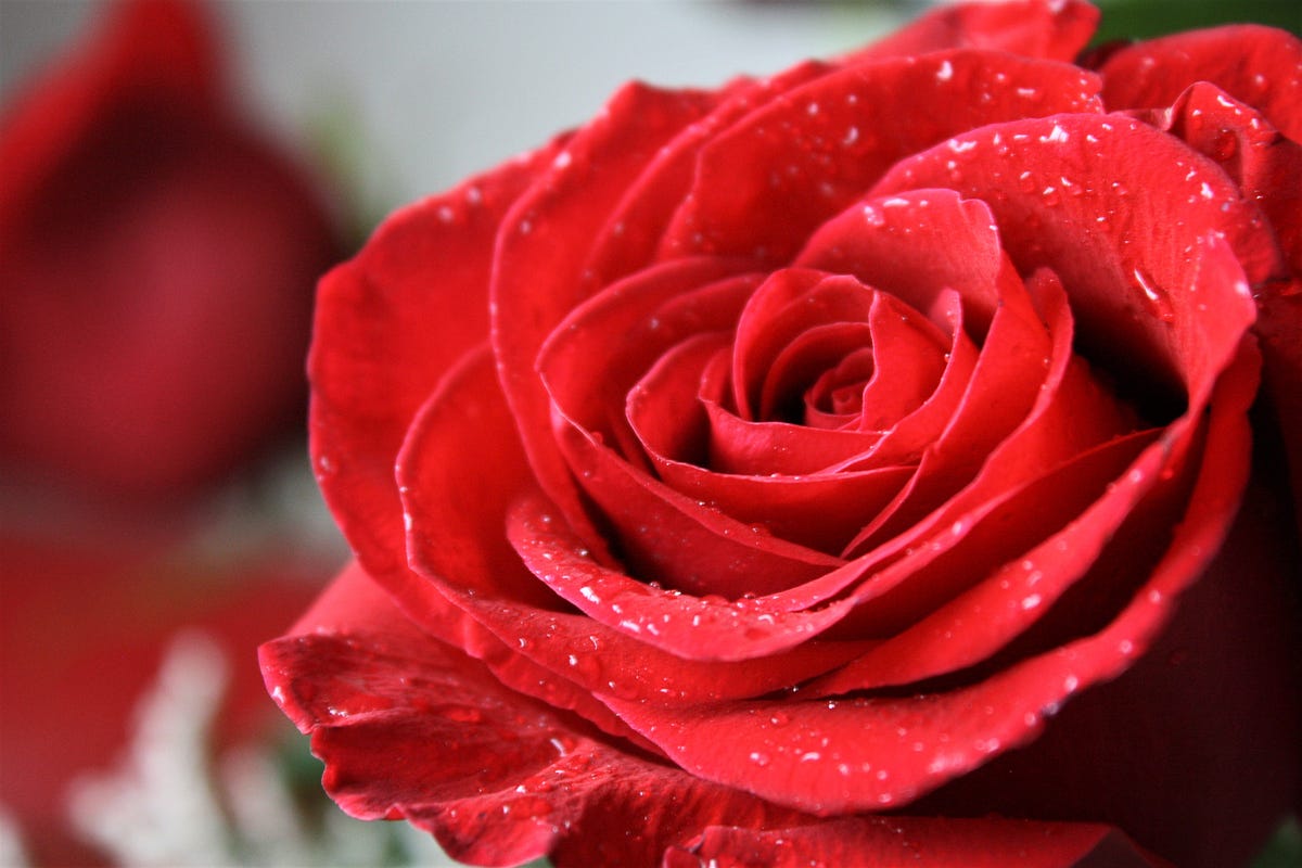 The Story of St Valentine. Or a Celebration of Feverish Love | by ...