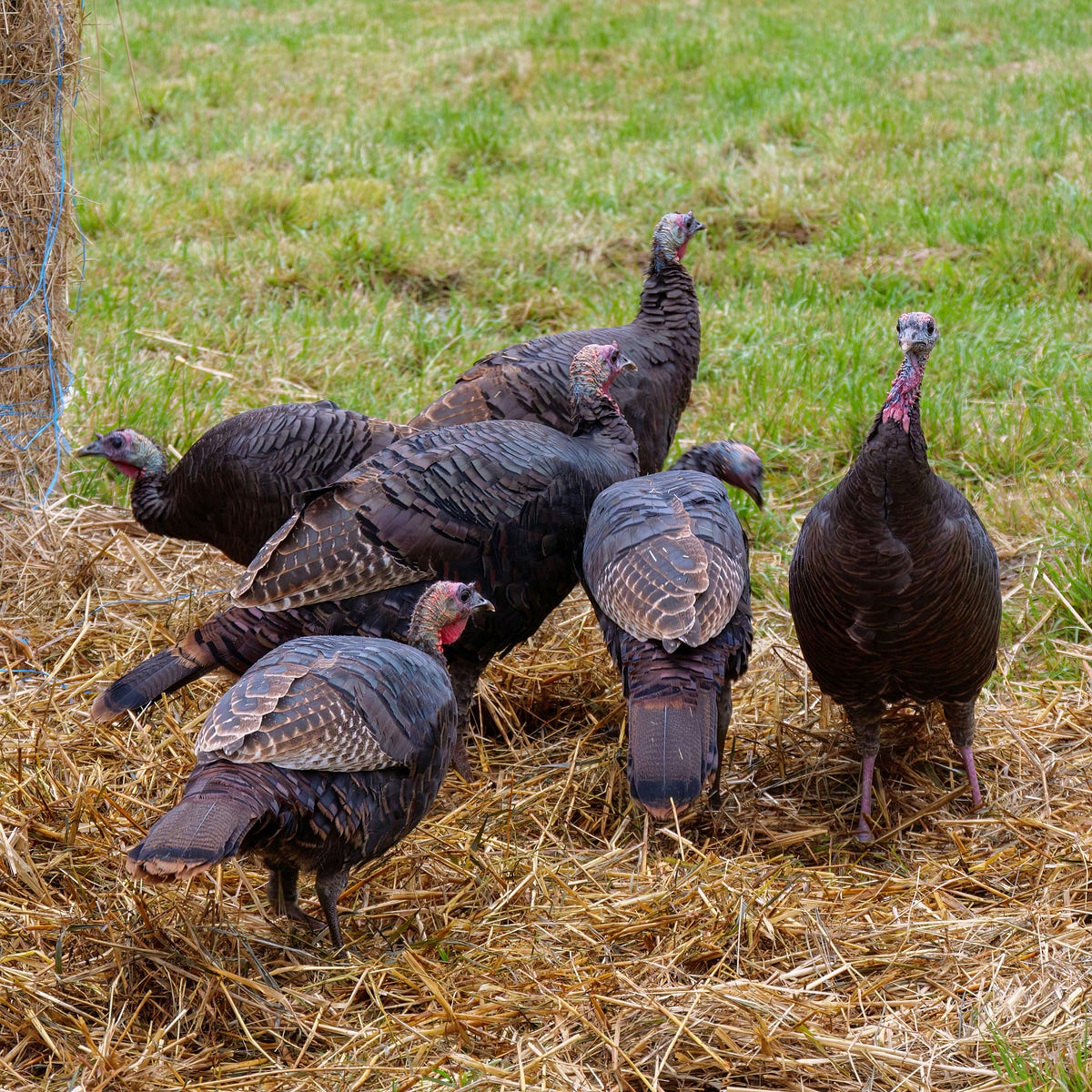 Caught in the Turkey Trap!. Photo by J-Photos on Unsplash | by Donna ...