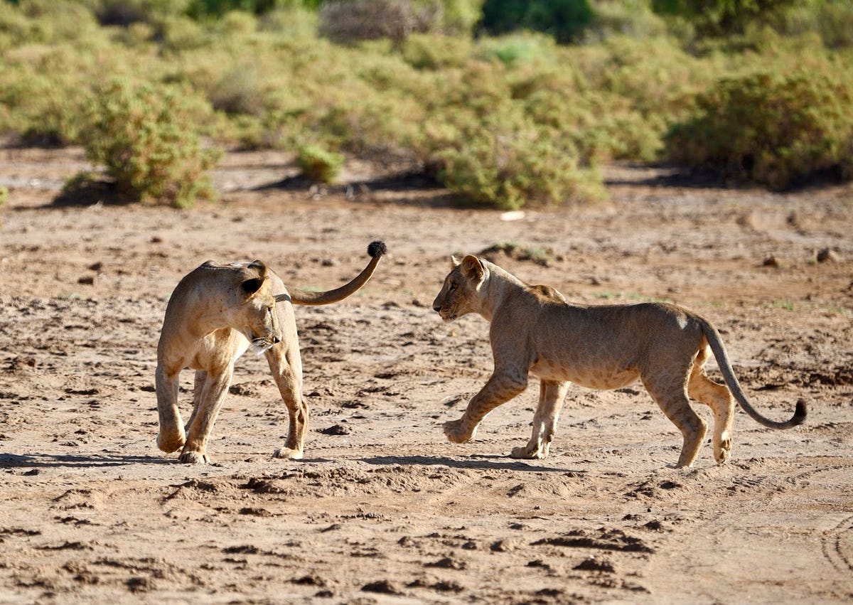 Working with the Samburu community & Google Earth to protect Kenya’s ...