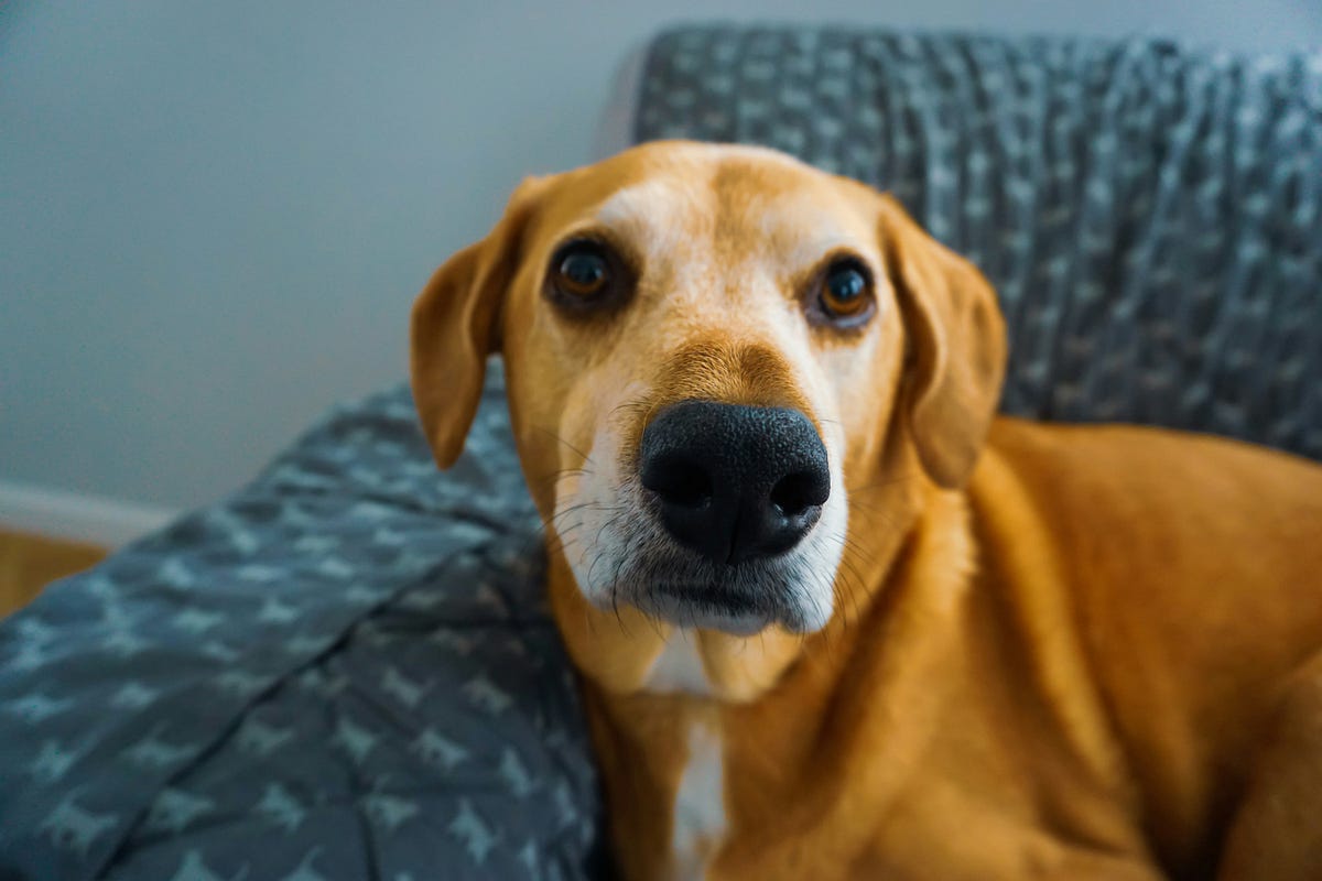 What Information Do Dogs Get From “Smell”? Explaining The Incredible ...