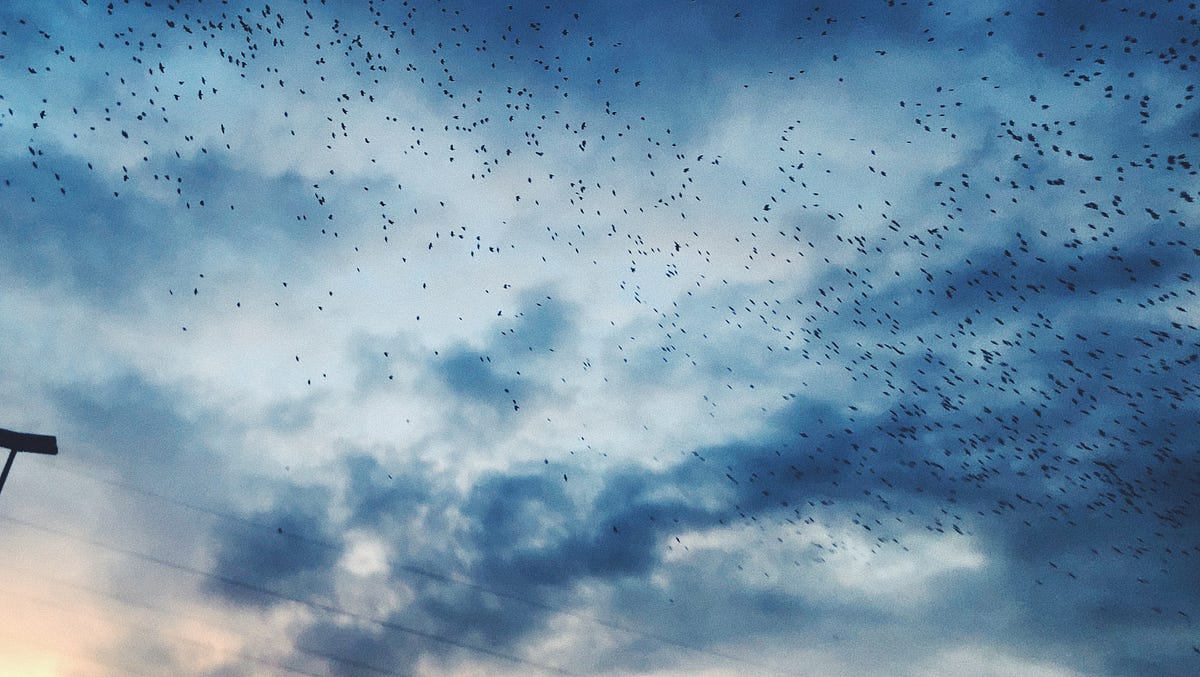 The Hedge of a Hundred Sparrows. by Sara Dobbie | by trampset | trampset