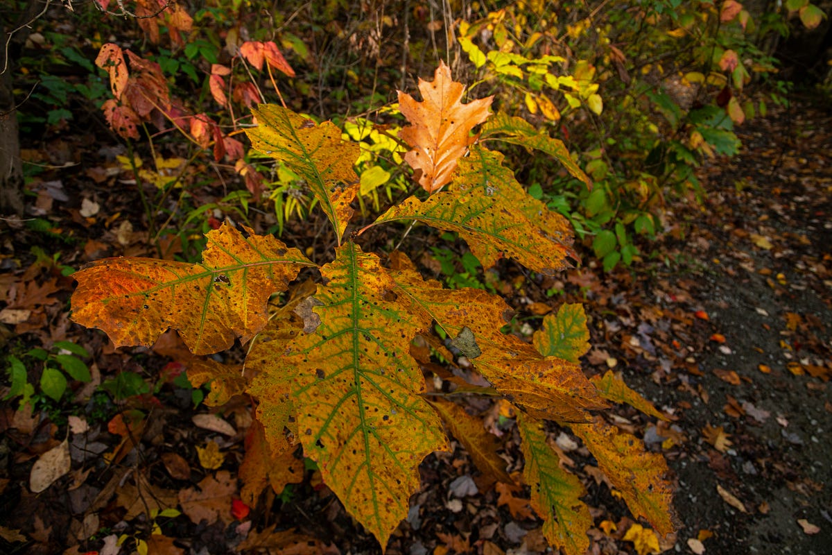 Poem About The Changing Season. Article : The enternity of the season ...