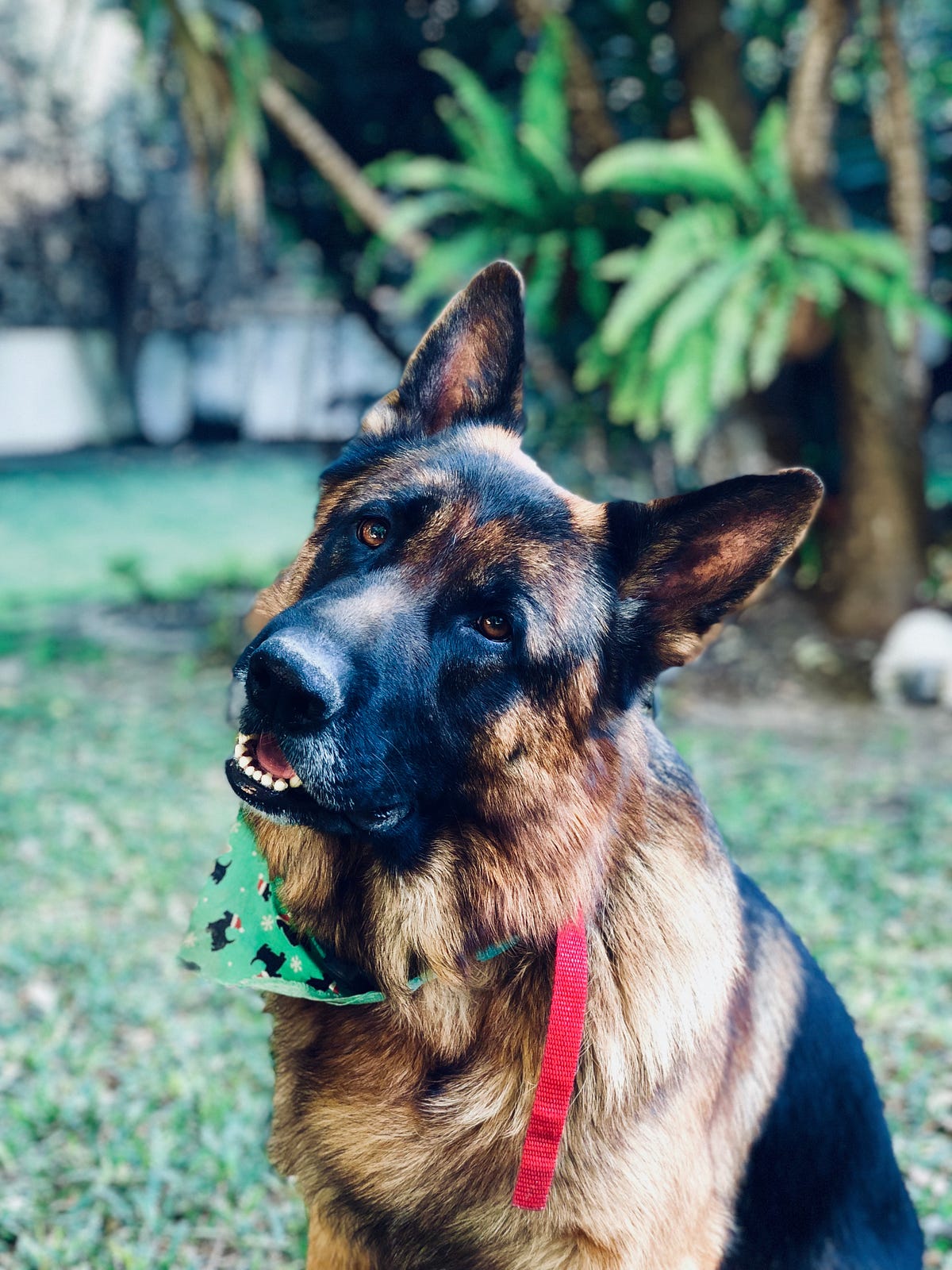 Harboring a Biting Dog Is No Joke — Except | by Speaking Fiction To ...