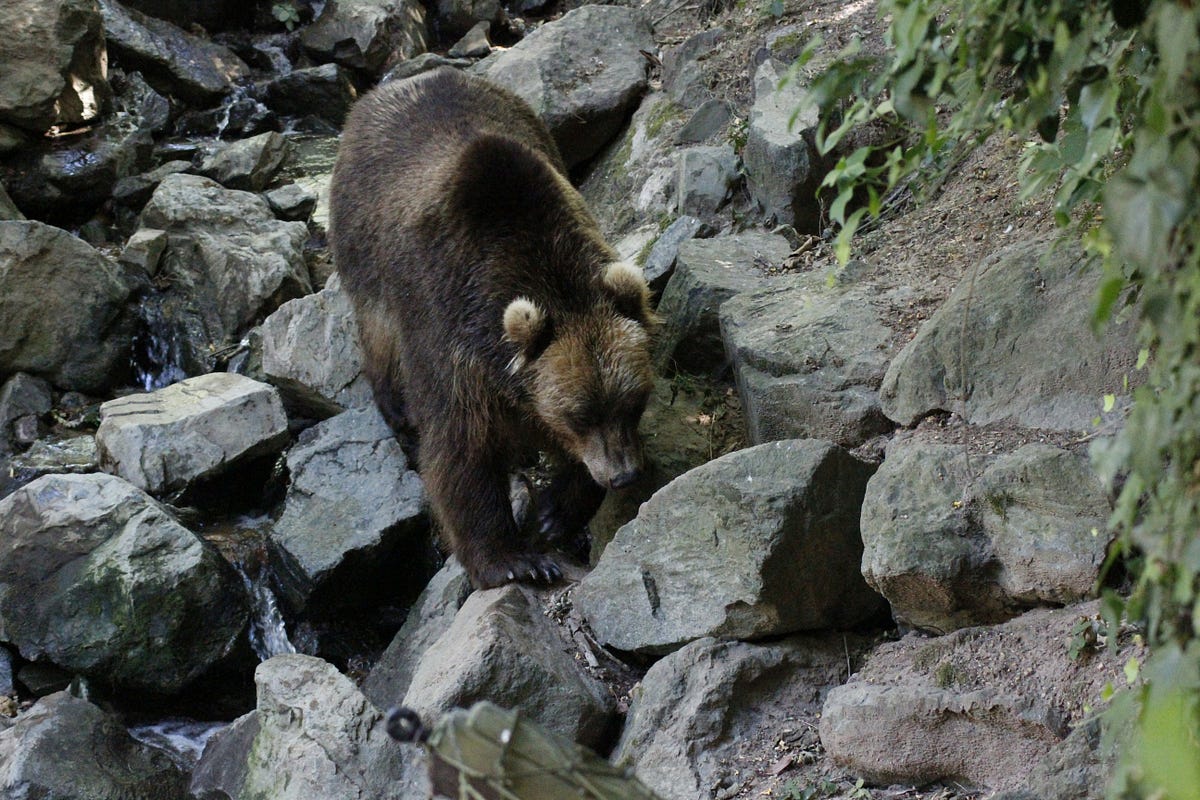 The Claw Brief: Embracing Bear Attributes for a Positive Mindset | by ...
