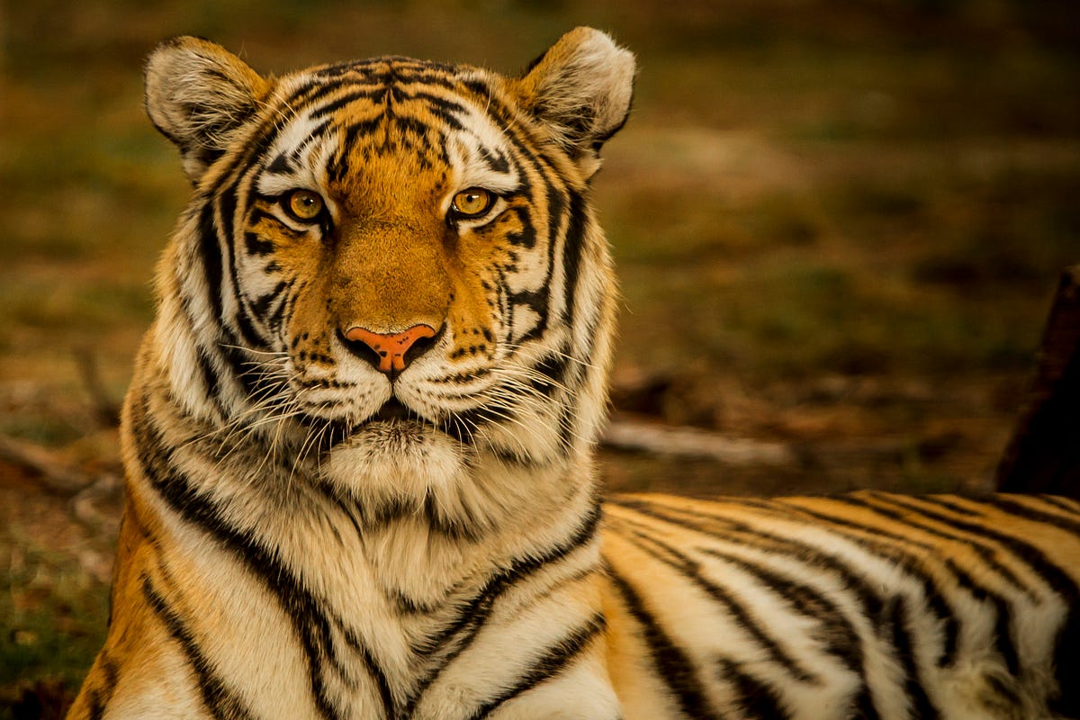 The most dangerous Tiger species. | by Subhasisduttaroy | ILLUMINATION ...