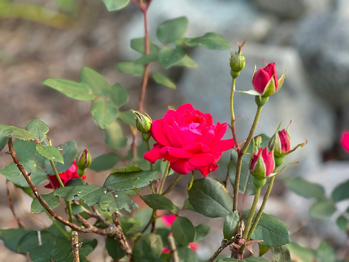 The Beauty Of Roses And The Wisdom Of Thorns | by Shubha Apte | A Taste ...