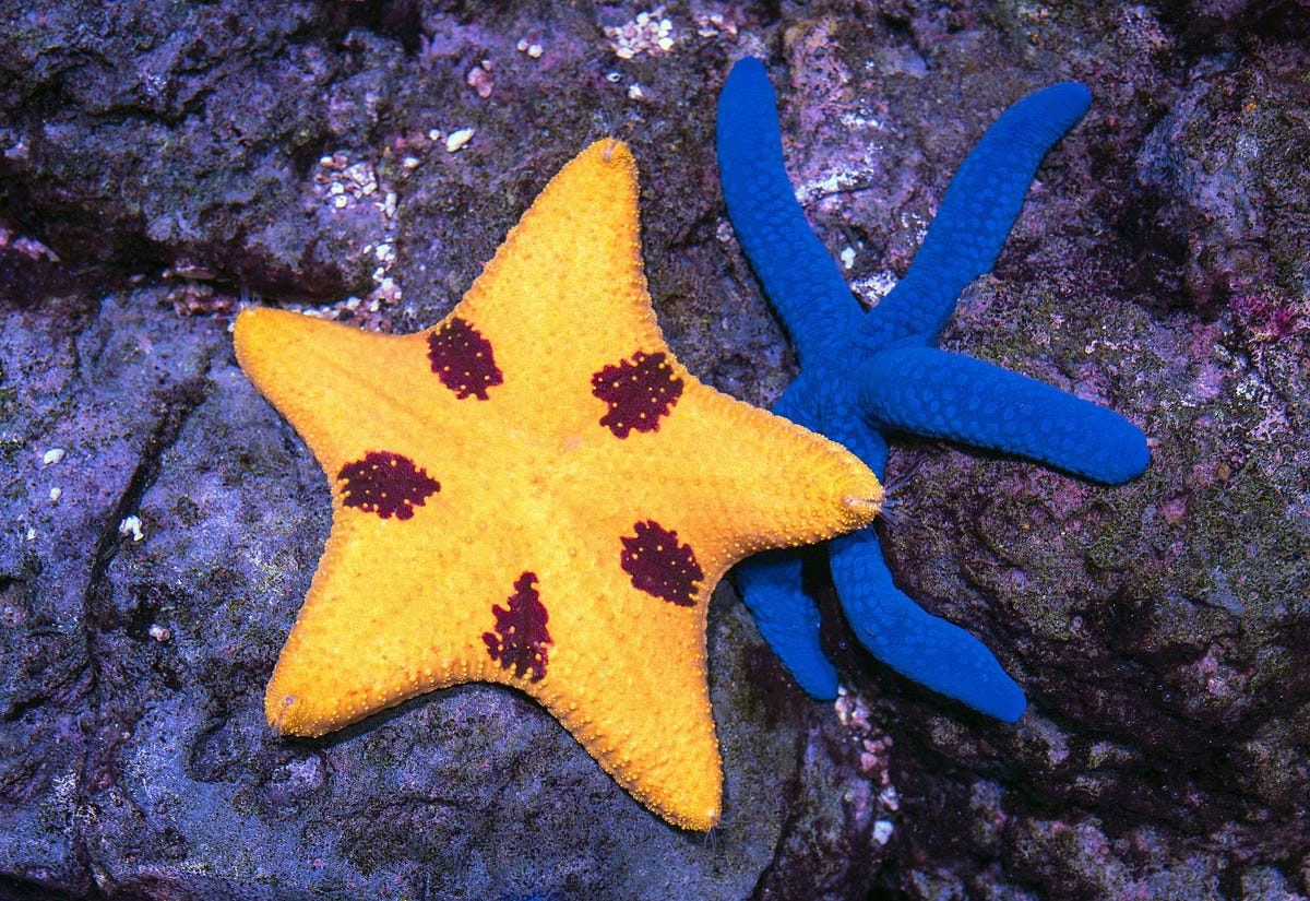 The Starfish Who Shot For The Stars | by Olga Panagiotopoulou | Read or ...