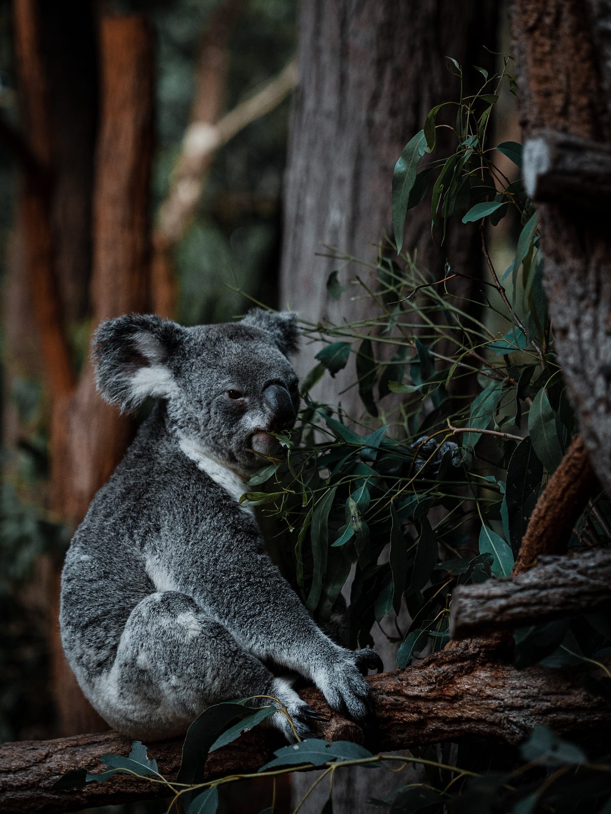 One-Minute Facts: The Koala Diet. Koalas thrive on a diet of toxic ...