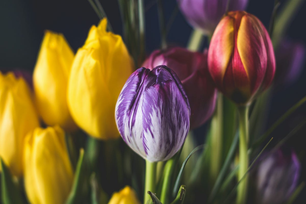 Tulips: A Sonnet by Kyla Yan. Check out our first poetry piece — a ...