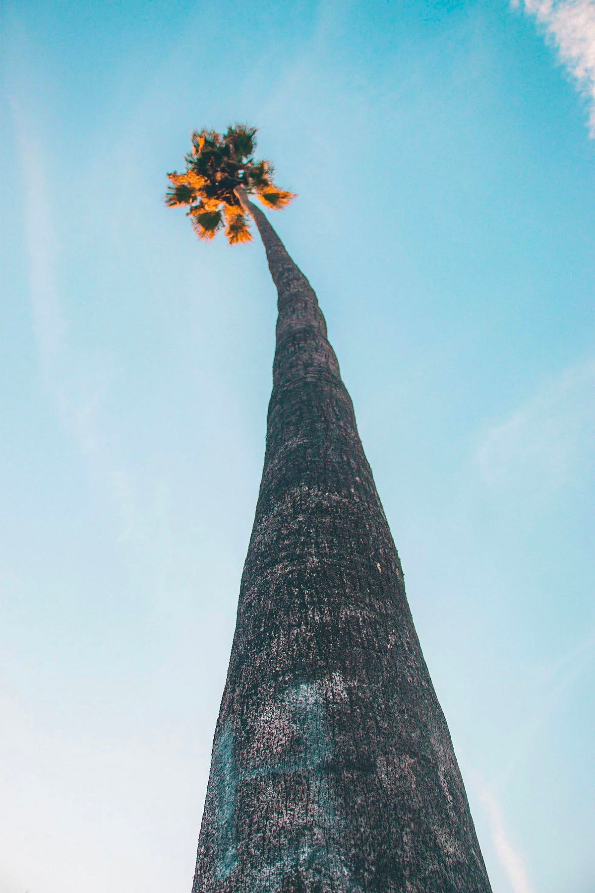 The Humble Tree. Photo by Viviana Rishe on Unsplash | by Vishal Ojha ...
