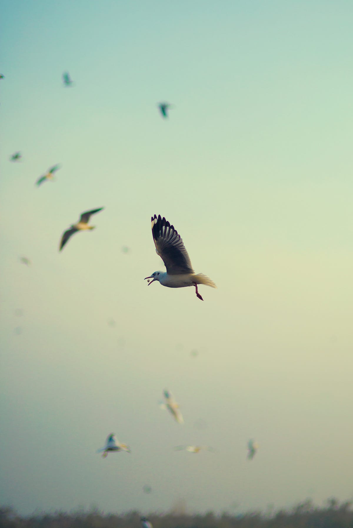 The Beauty Of Jonathan Livingston Seagull | by Ilija Begic | ILLUMINATION | Medium