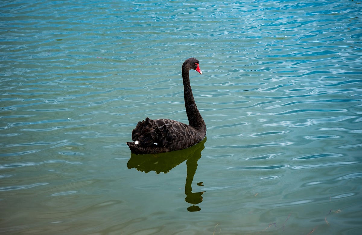 Can AI Handle Black Swans?. Spoiler: Not really. And that’s exactly… | by Laura Ferrer | Medium