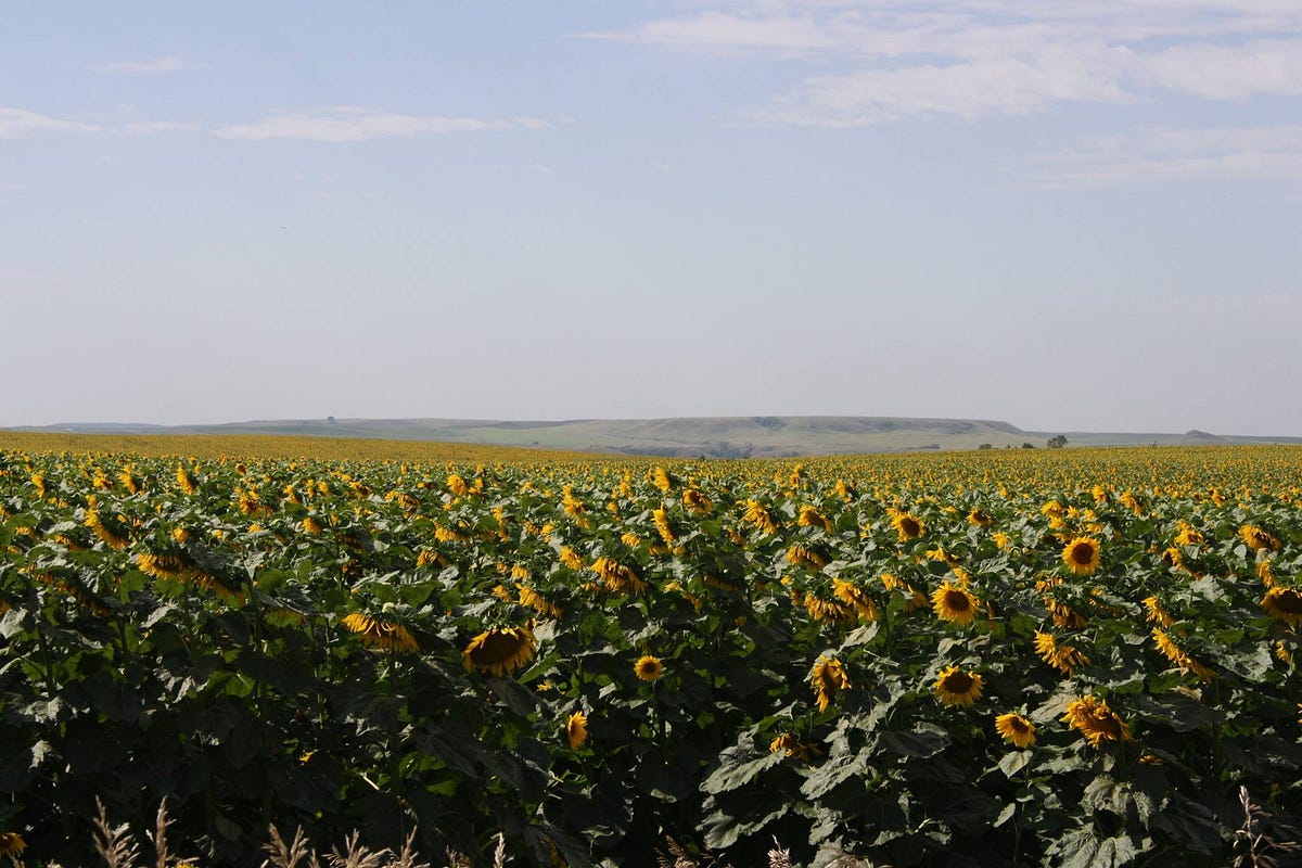 From Foggy Mornings to Fields of Gold | by JoEllen Claypool | Restless Quills | Feb, 2025 | Medium