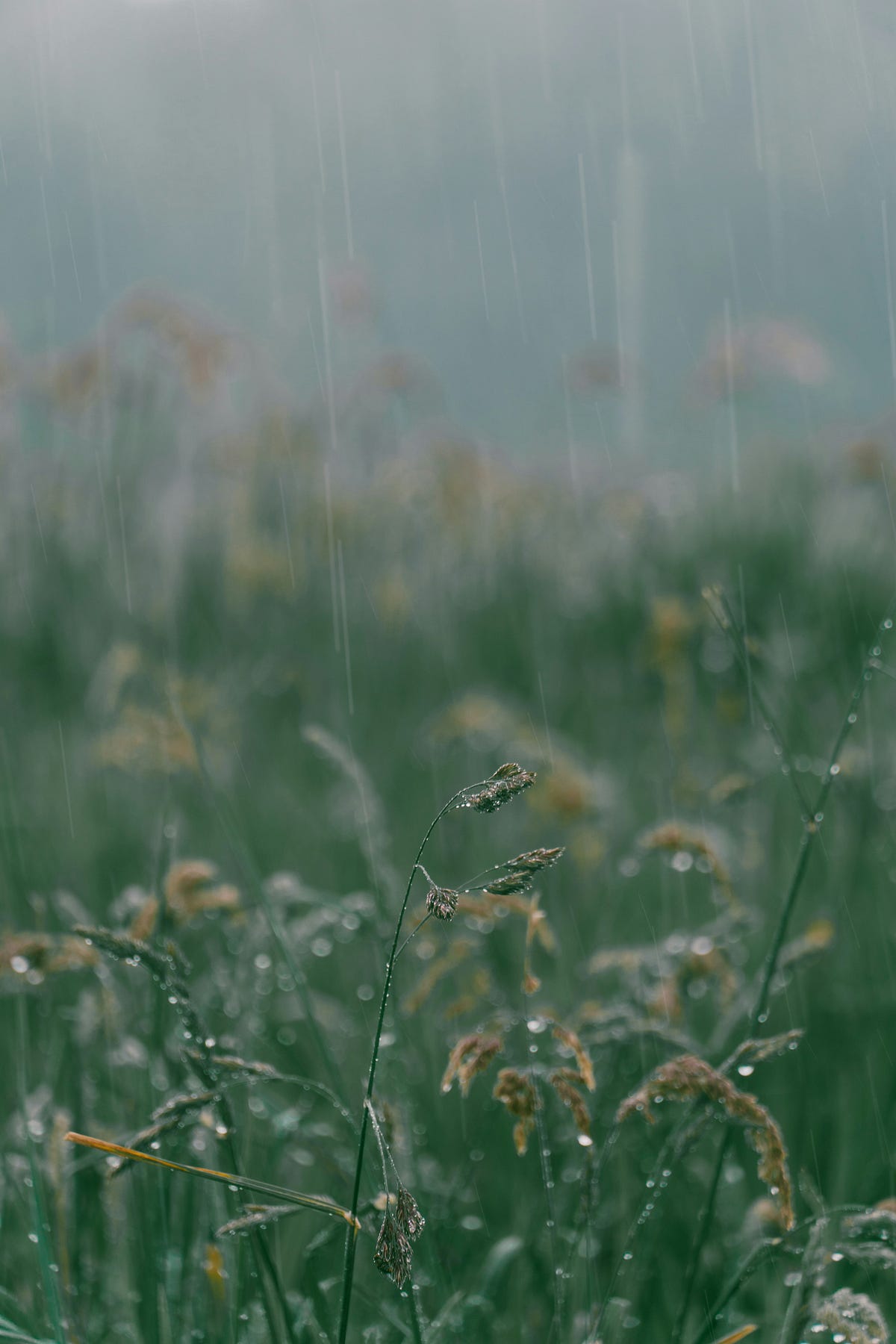 Rain - Soul Magazine - Medium