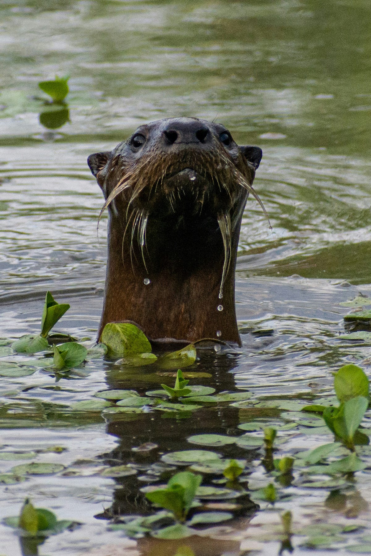 The Spirited River Otter. A true water weasel | by D. Glenn Miller | Weeds & Wildflowers | Medium