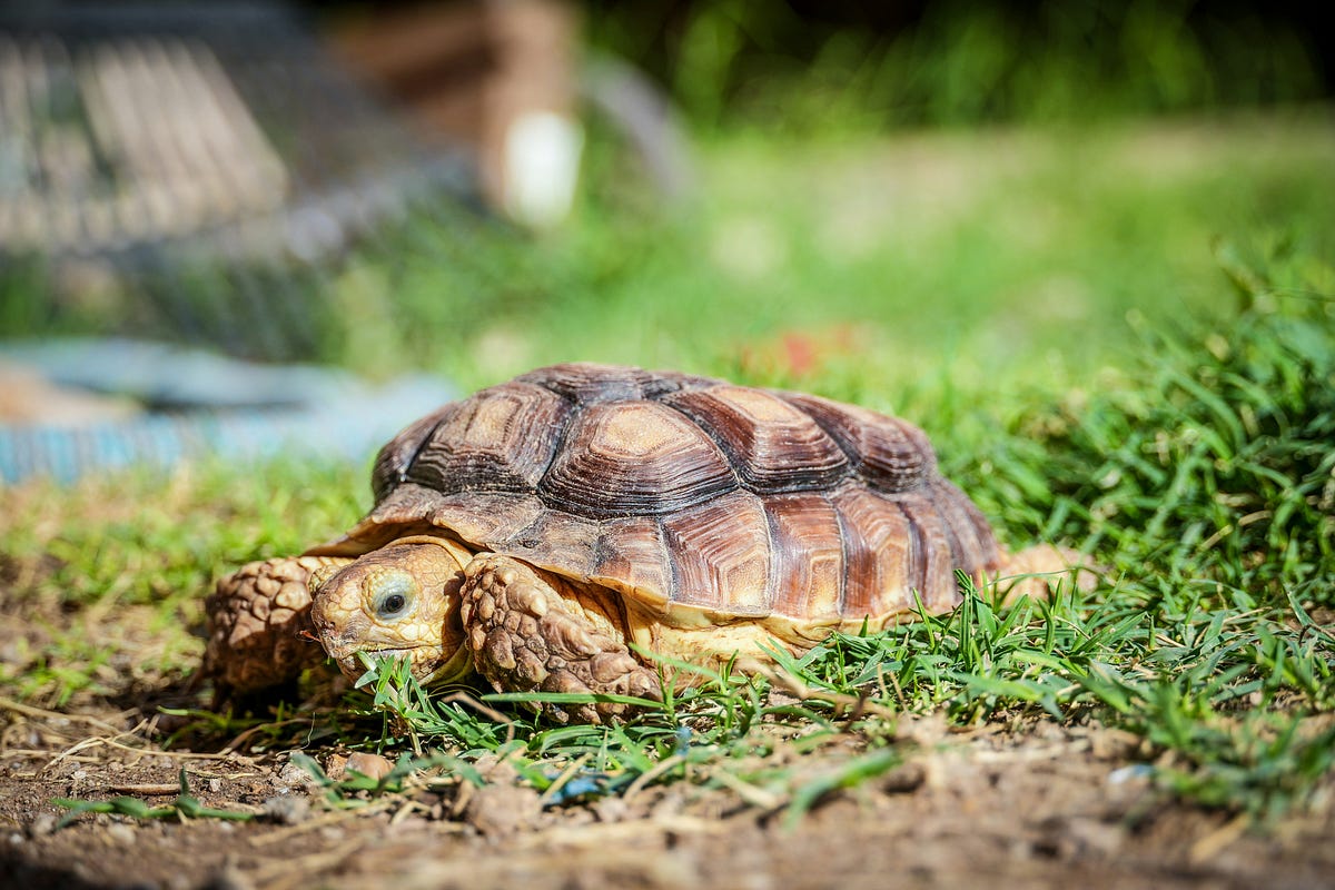Slow Growth Is Its Own Blessing. It is better to grow slow and steady ...