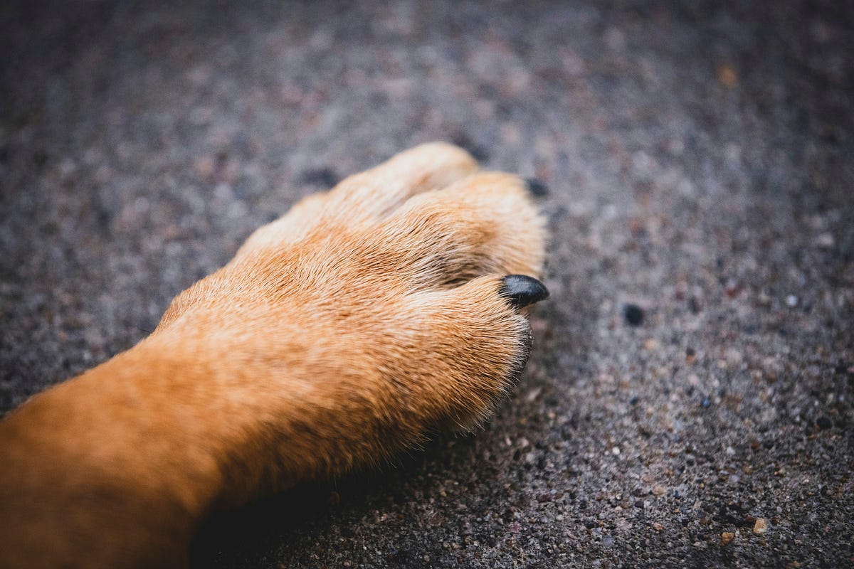 Left-Pawed Dogs and Pessimism? What Your Dog’s Favorite Paw Might ...