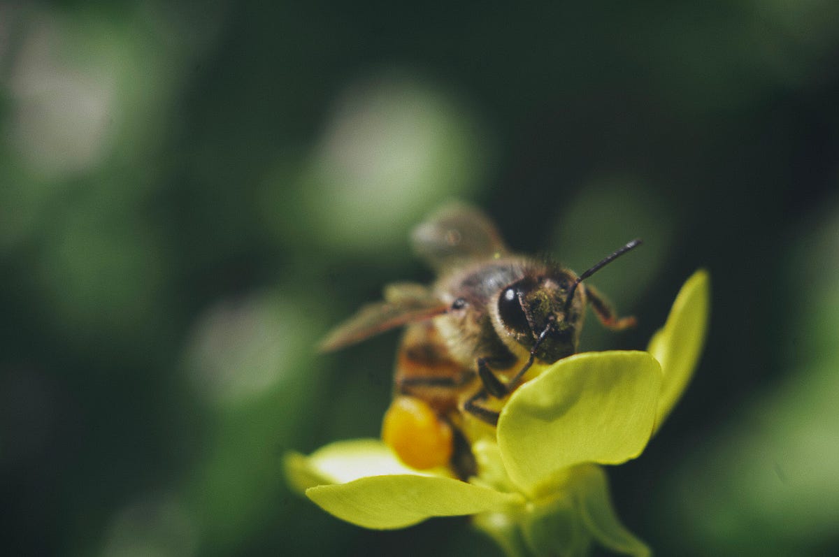 Life journey of a honey bee | Medium