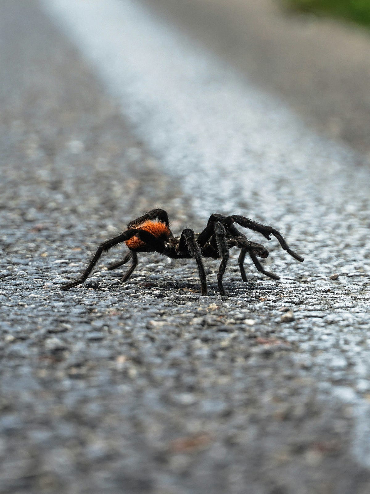 LLM-Powered Snowflake Data Crawler | by Jason Summer | Snowflake ...