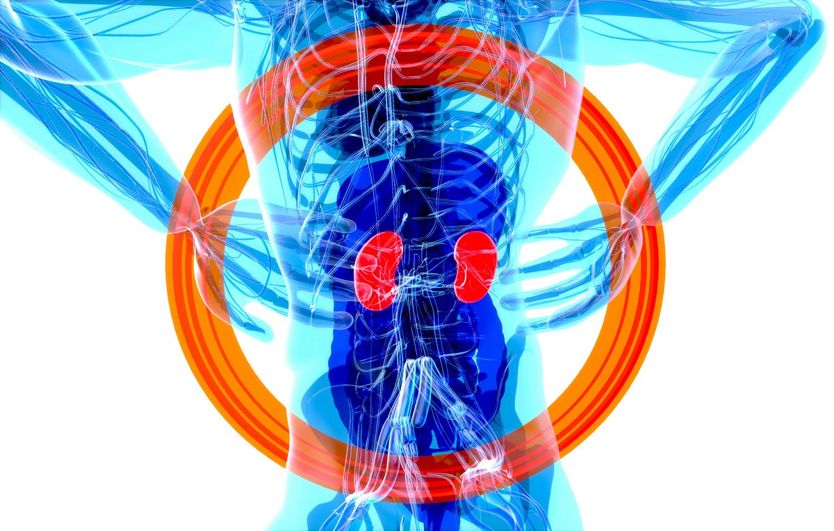 Why You Should Know More About Your Kidneys Than You Do | by Carol Offen | Wise & Well | Medium