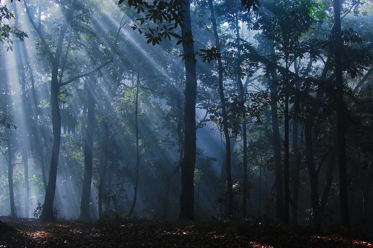 Carpe Diem: Embracing Life’s Fleeting Moments | by Roy Lam | Medium