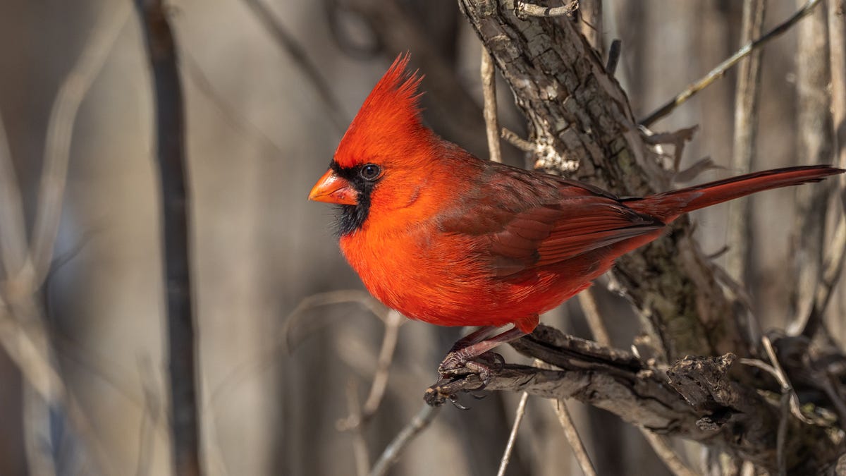 This Morning I Was Blessed by a Cardinal | by Aunty Jean | Medium