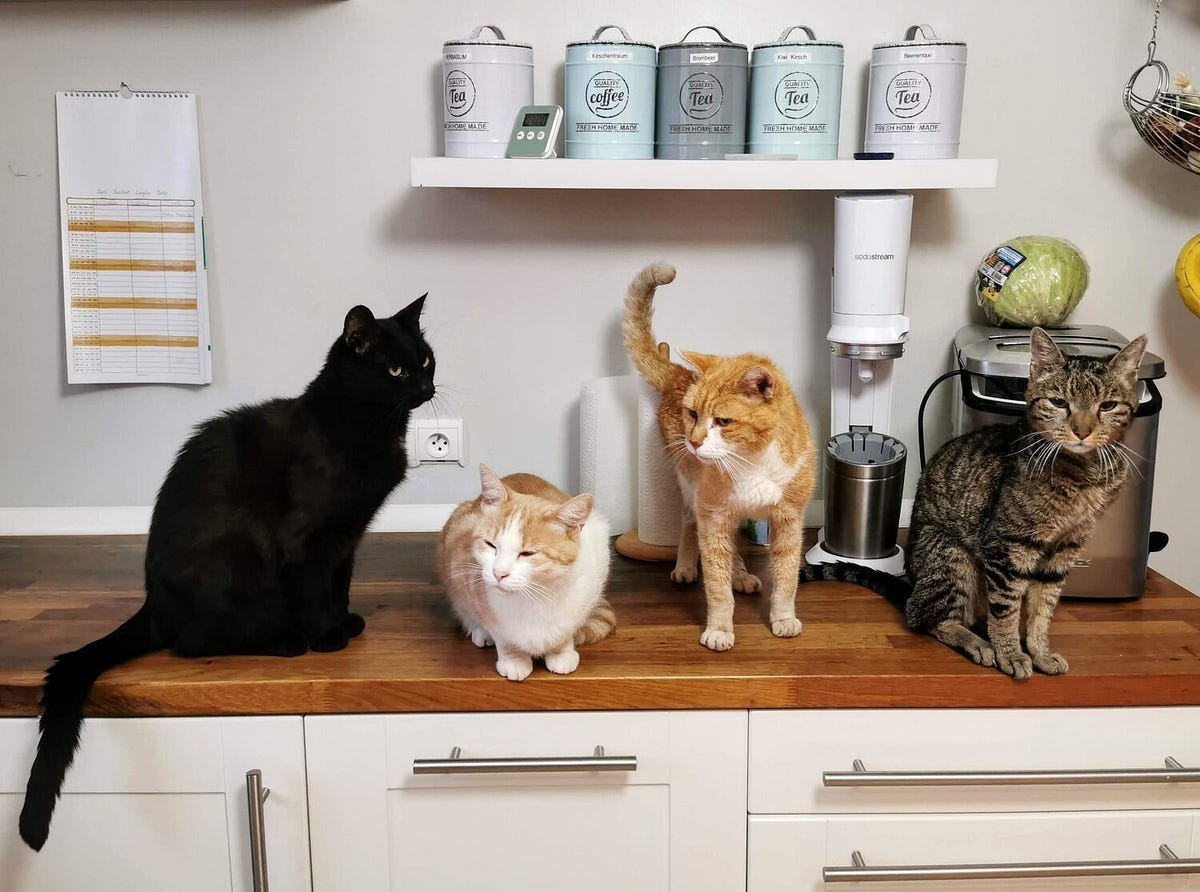 do domestic cats have hierarchy? — Mad Katz Blog - madkatzblog - Medium