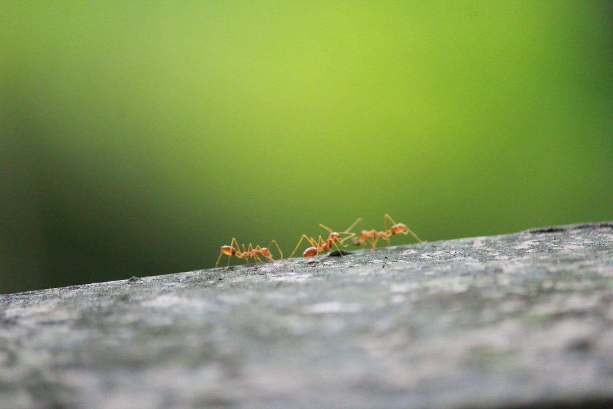The Industrious Nature of Ants.. Time and leadership qualities from the… | by Imaobong Essien ...