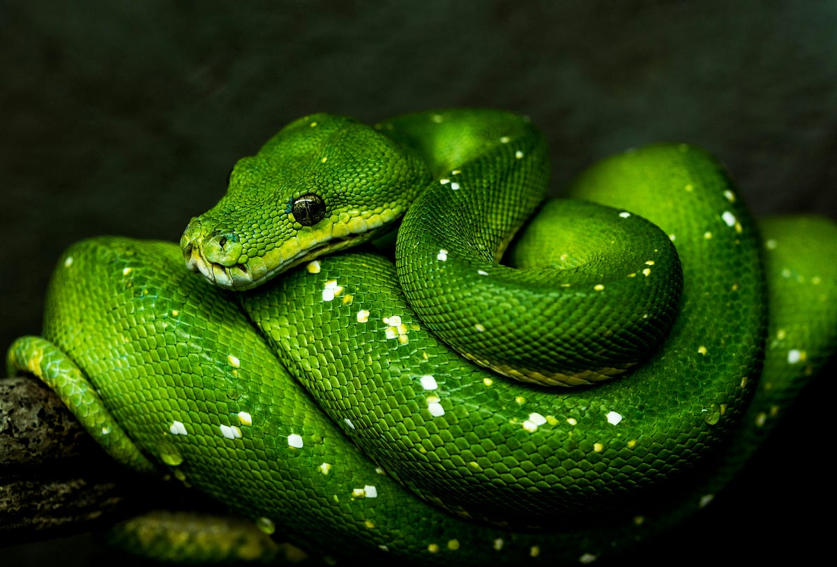 🐍 Python: The Programming Language That Was Never Just for Programmers | by Elshad Karimov | Medium