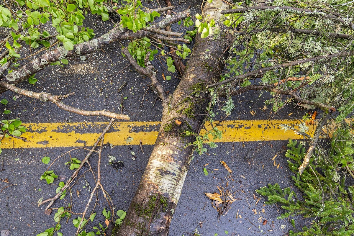 Reduce Tree Risk: How to Recognize and Prevent Tree Hazards | by Sexy ...