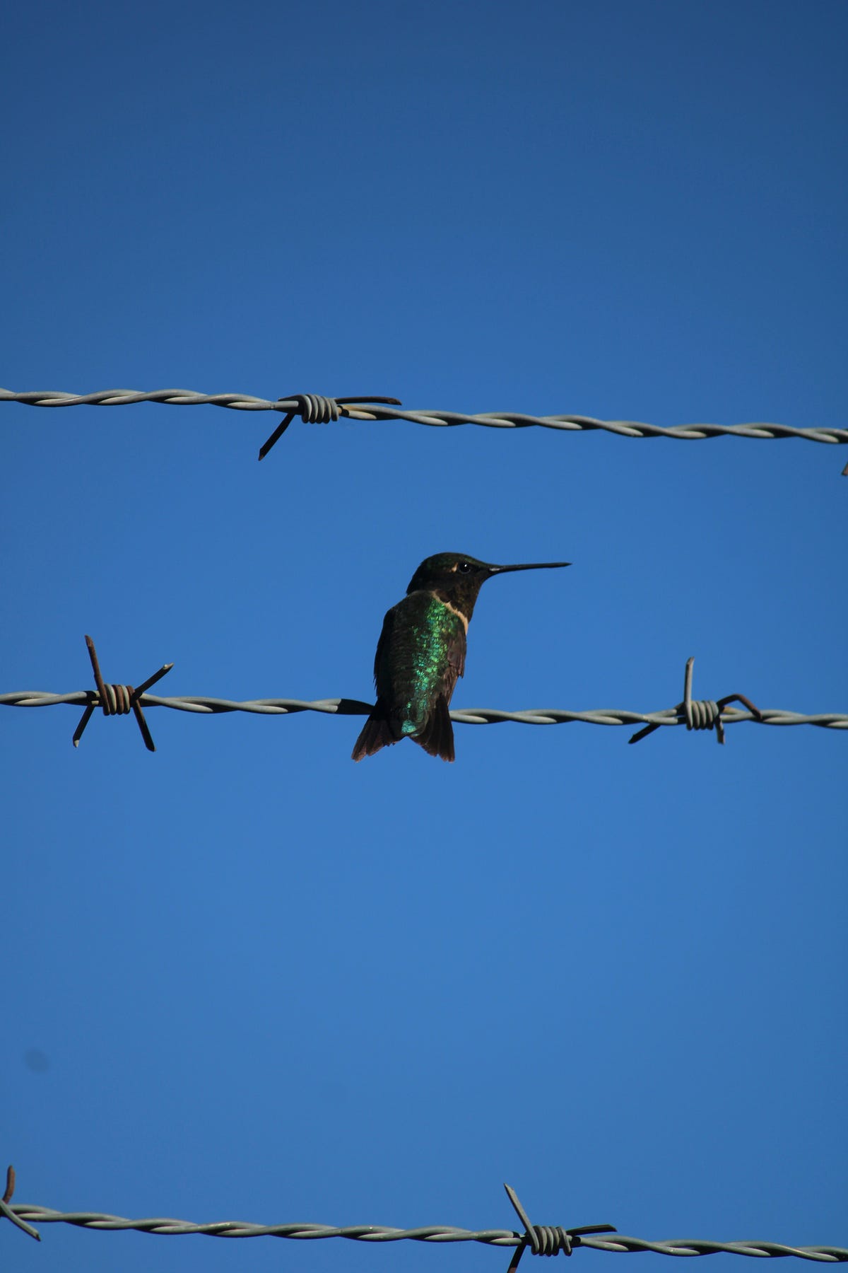 Lonely Bird. Let me be myself, I have arranged… | by Sikder Diamond | May, 2025 | Medium