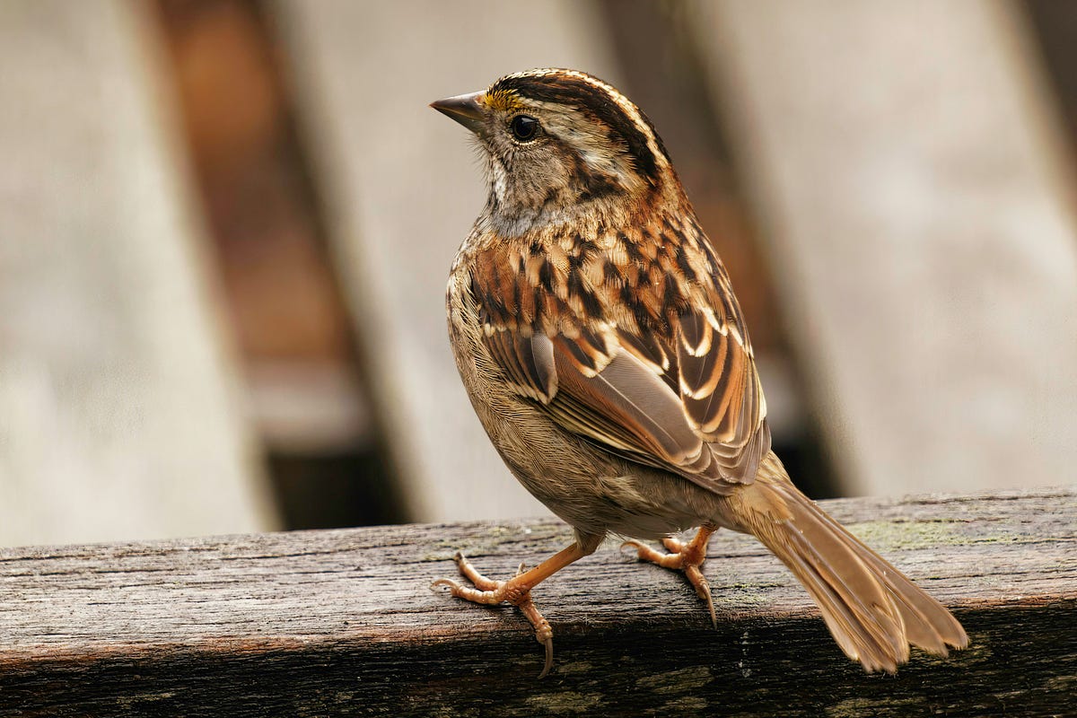 Eco-Disaster: The Fallout from China’s War on Sparrows | by Puja Pandey ...