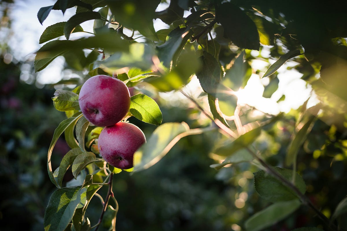Ohio’s Top Spots For Autumn Apple Picking | by Claire Everett | Medium