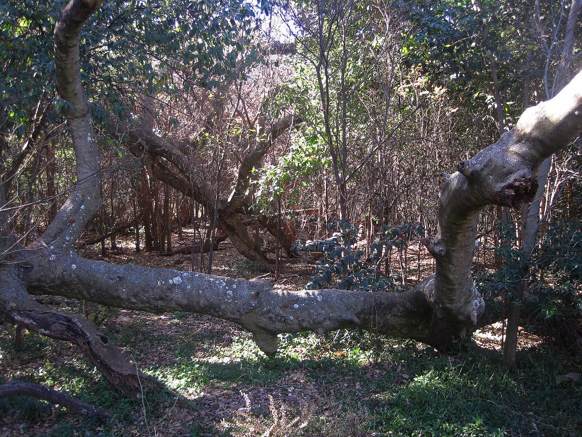 Technical vs adaptive problems. I don’t quite know why this distinction ...