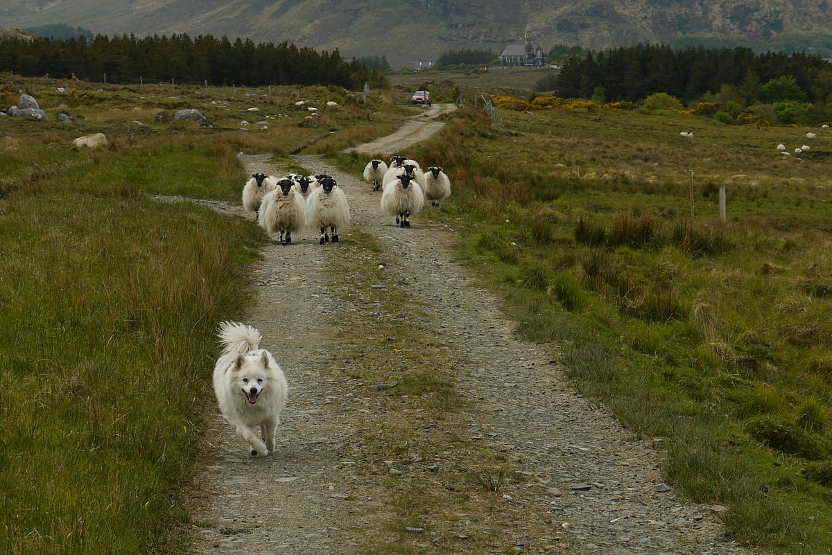 The Gettier Problem. The Gettier Problem, named after the… | by PRMJ ...