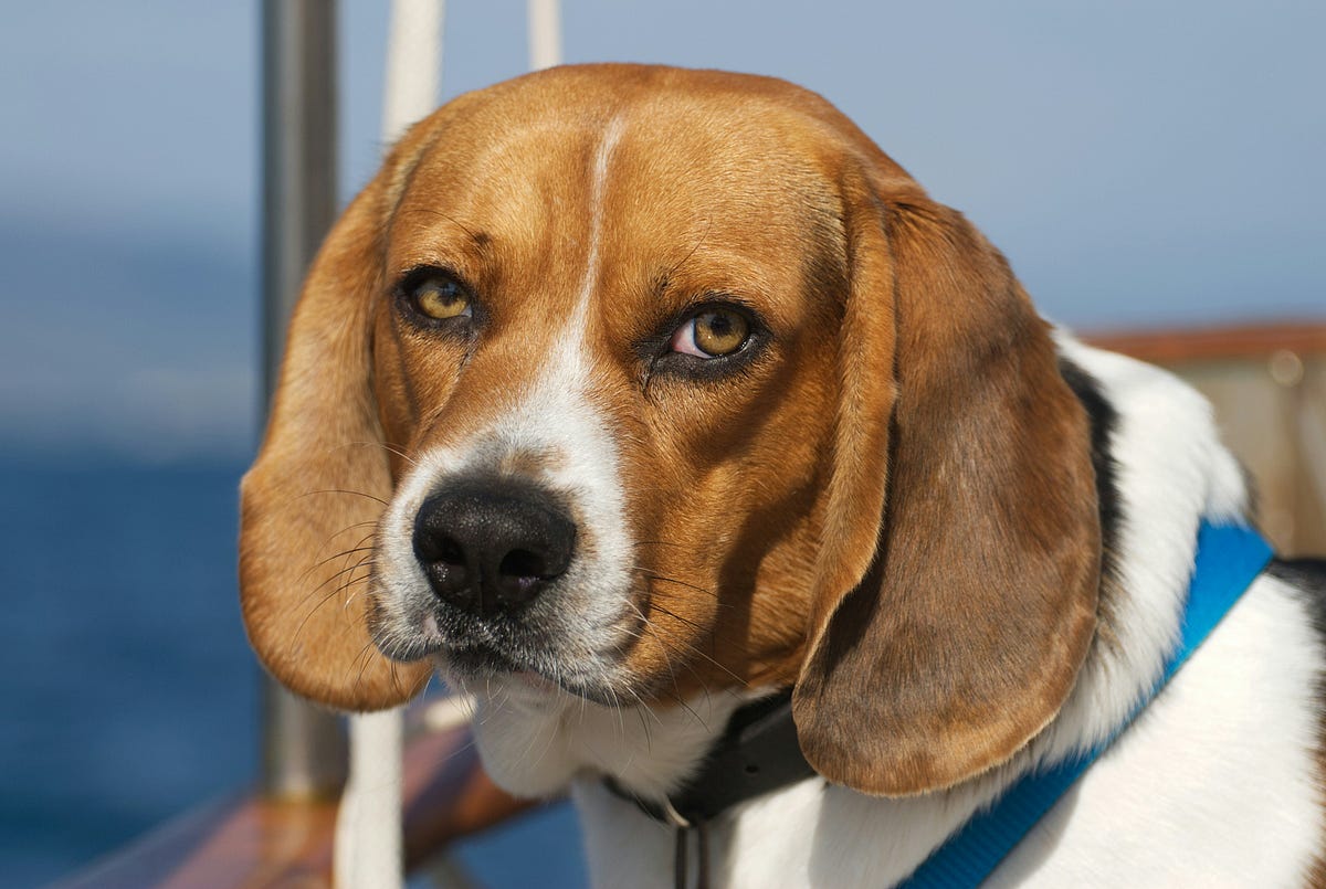 The Best Security Guardian: What a Pet Dog Can Teach Us About Cloud ...