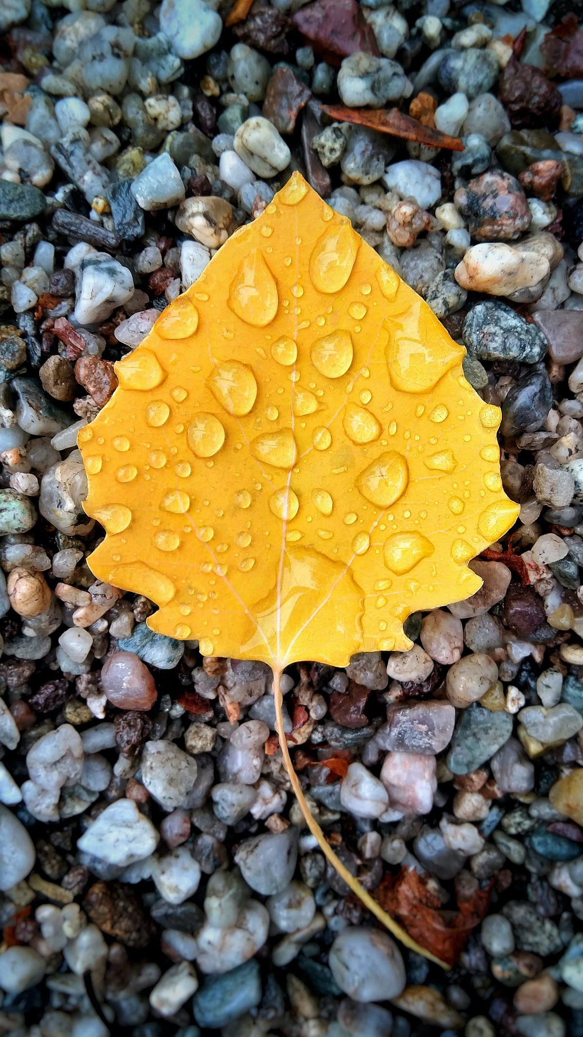 A HUNDRED YELLOW RIBBONS | by Salome Pinto | Medium