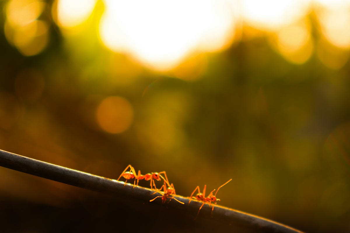 A Child’s Exploration of the Magical World of Ants | by Eleanor Writer ...
