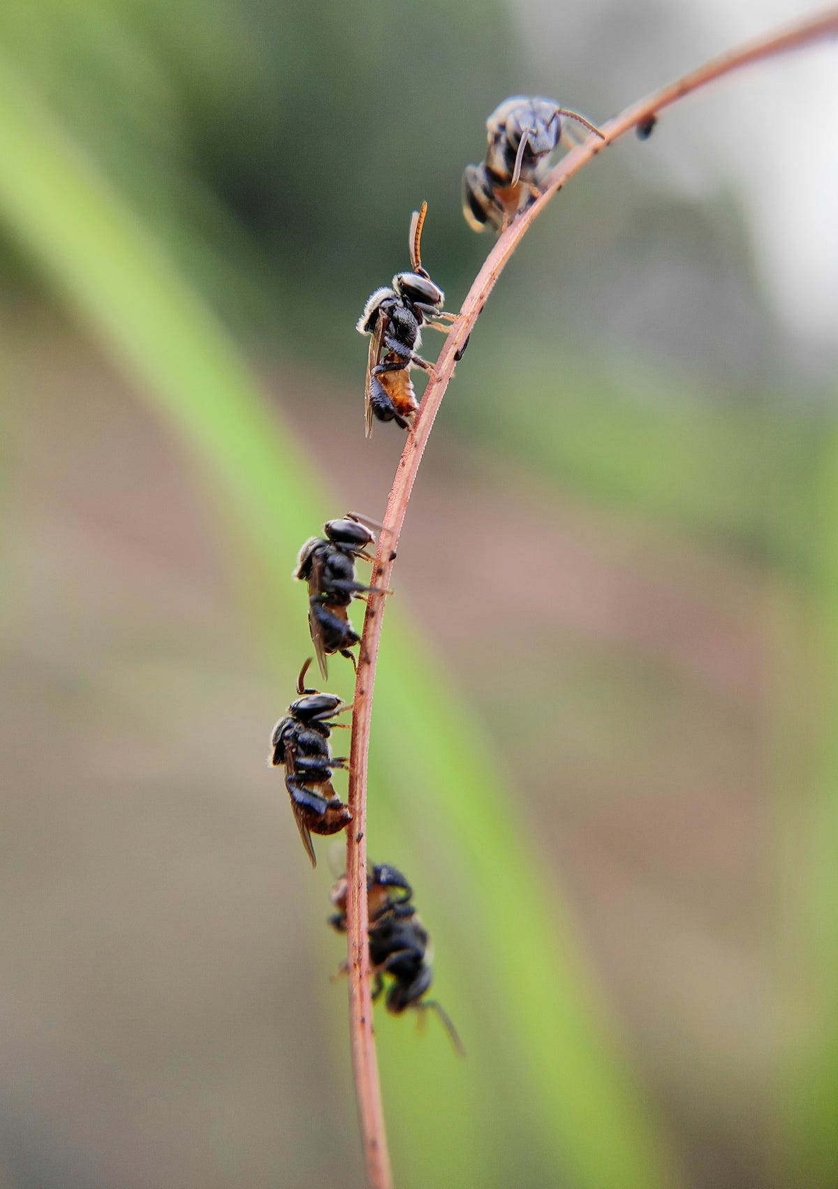 Kemelut di Asrama Semut Daun. #185: Dongeng Fabel | by Dewinta Bunda ...