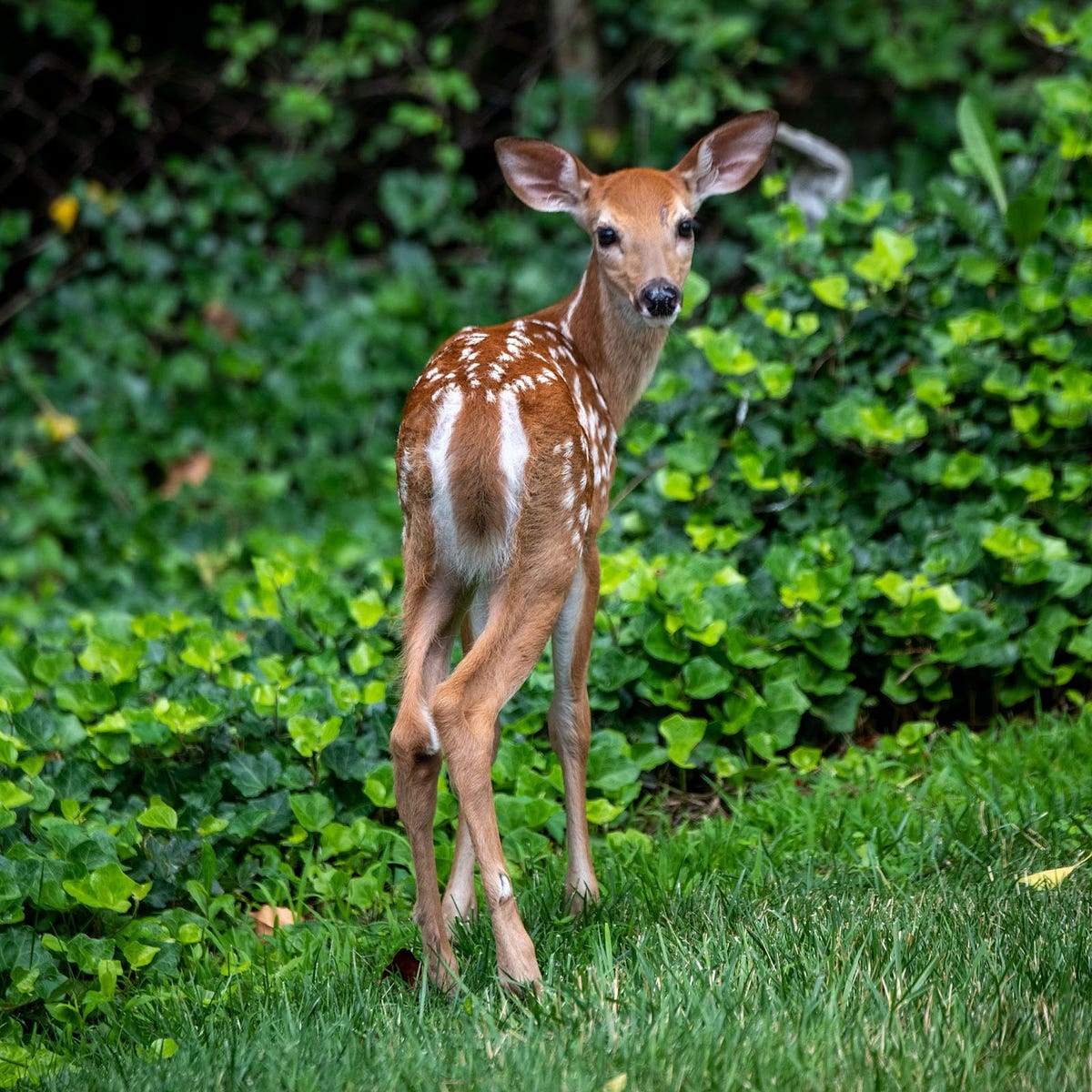 7 Ways To Heal Your Fawn Trauma Response | by Lori Moulton 💗 | Medium