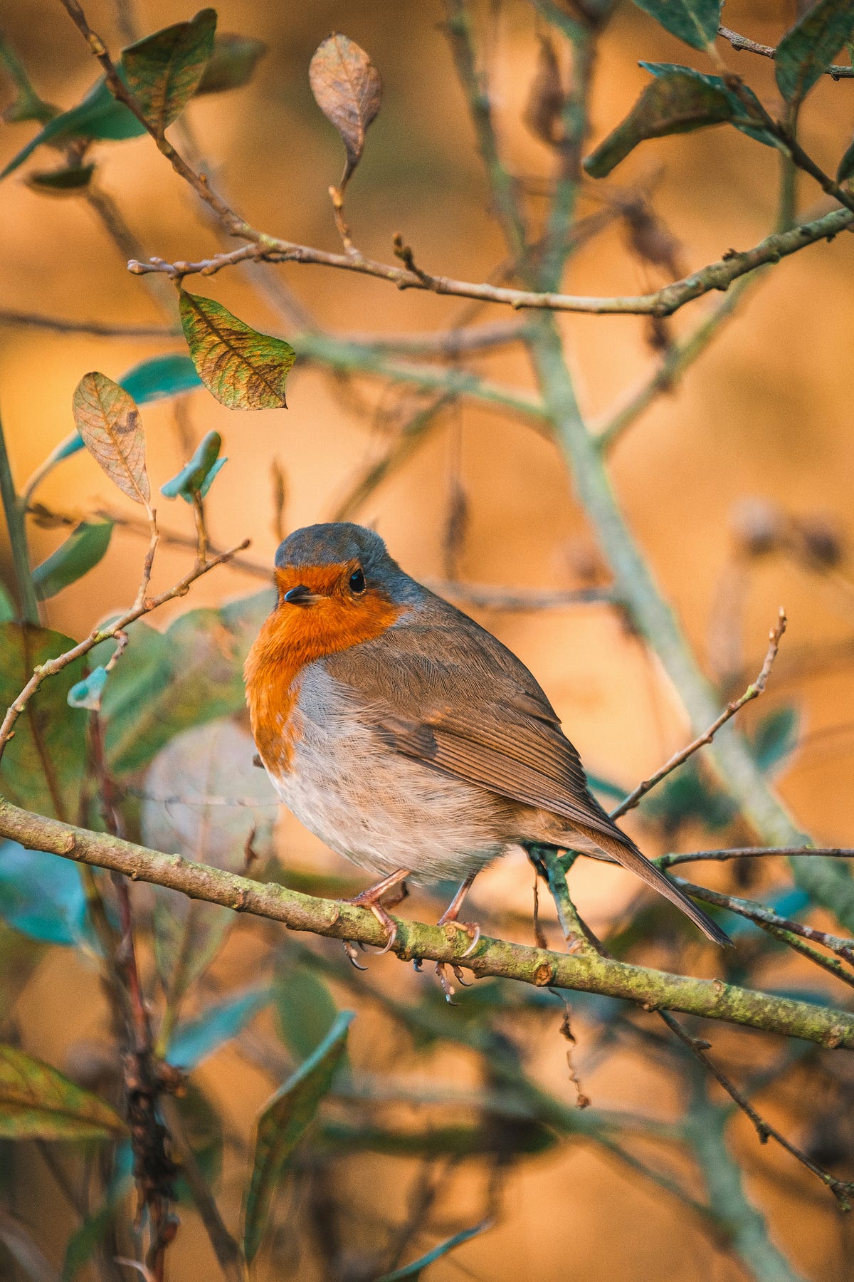 The Bullfinch And The Robin - Bernard Ray - Medium