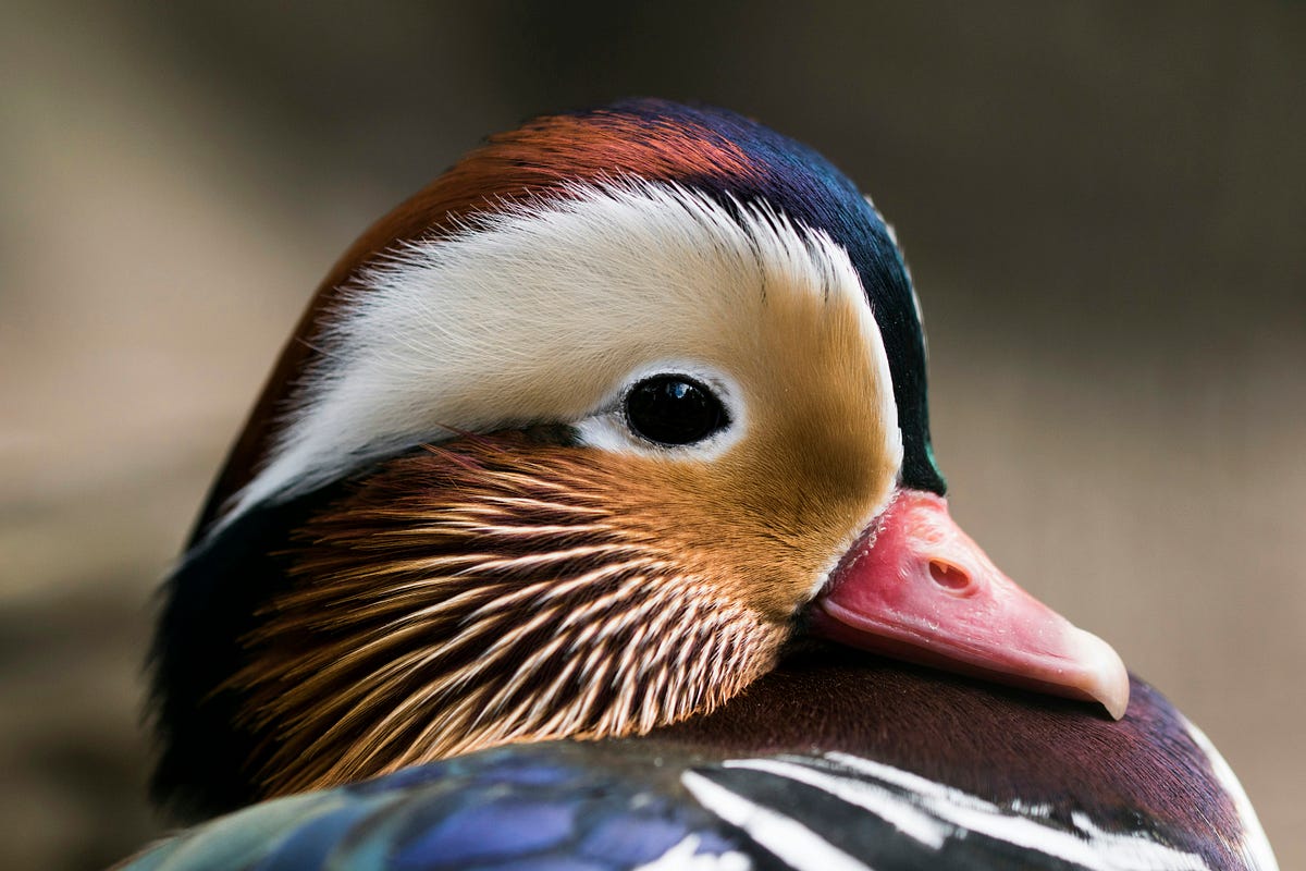 Disconnected From Nature: Toxic Consequences for Expert Solopreneurs | by Daniel @ The Fearless ...