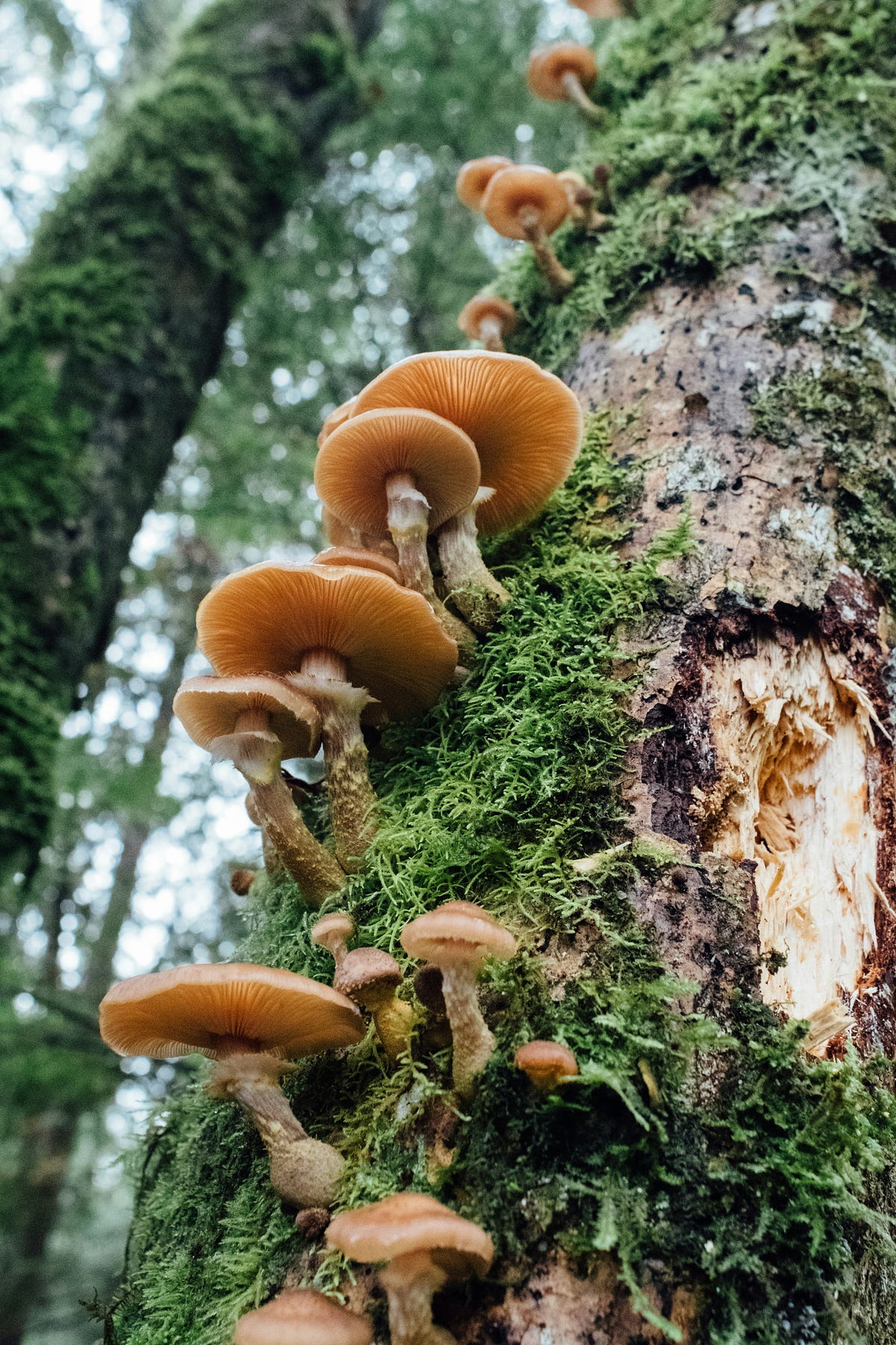 The Pivotal Role of Fungi in Environmental Health | by Nima ...