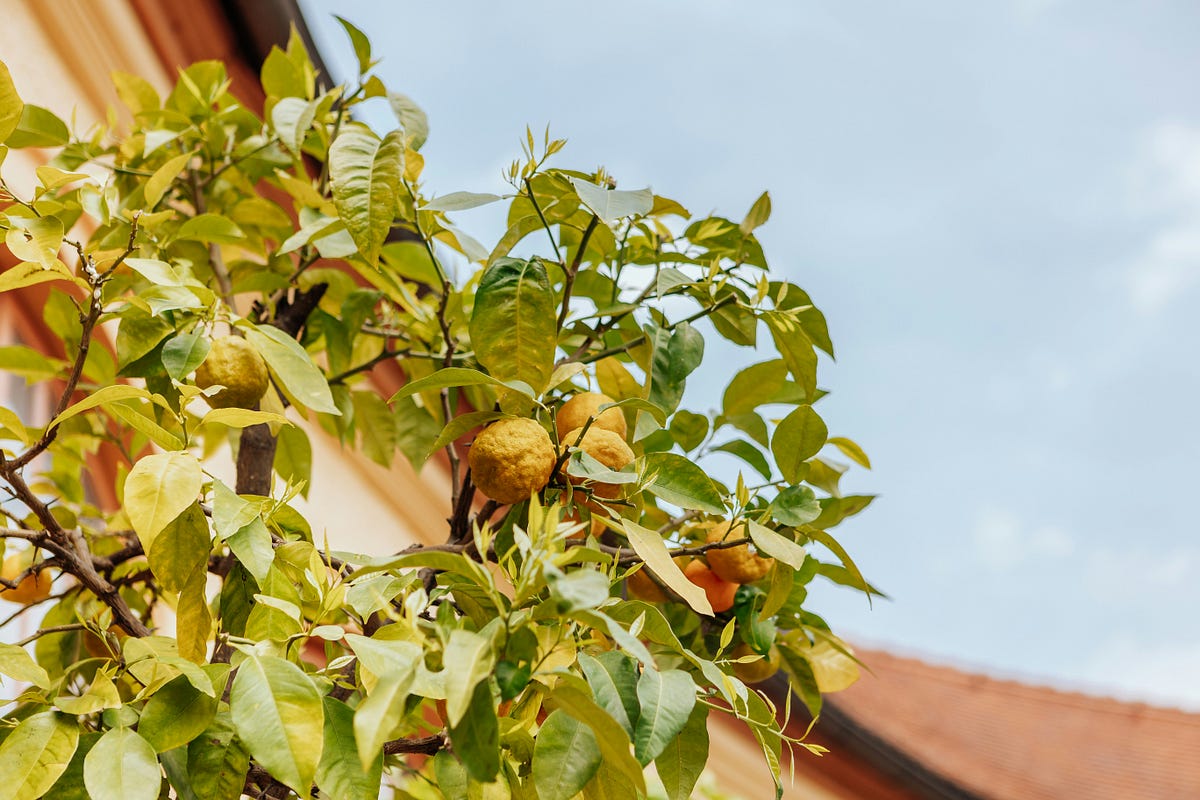 Candied Lemons: A Quote Analysis Collection | by Kaye Reed | Medium