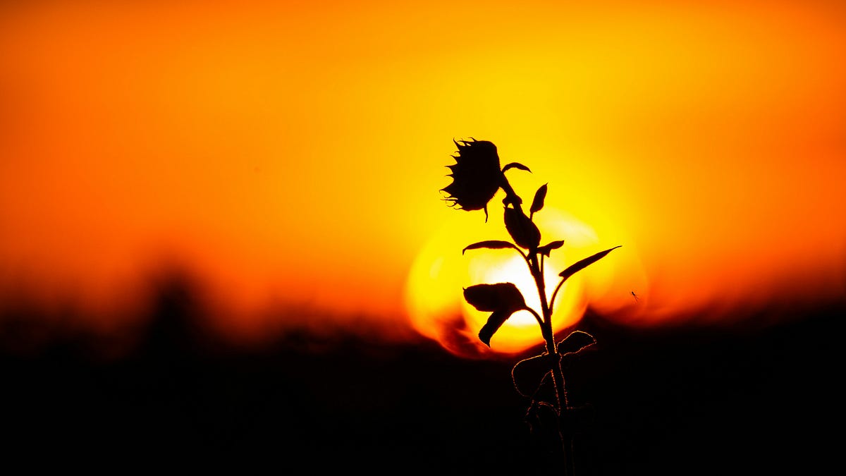 Coming Homeward. Bits and pieces from an evening | by MAITREYEE DAS | Know Thyself, Heal Thyself ...