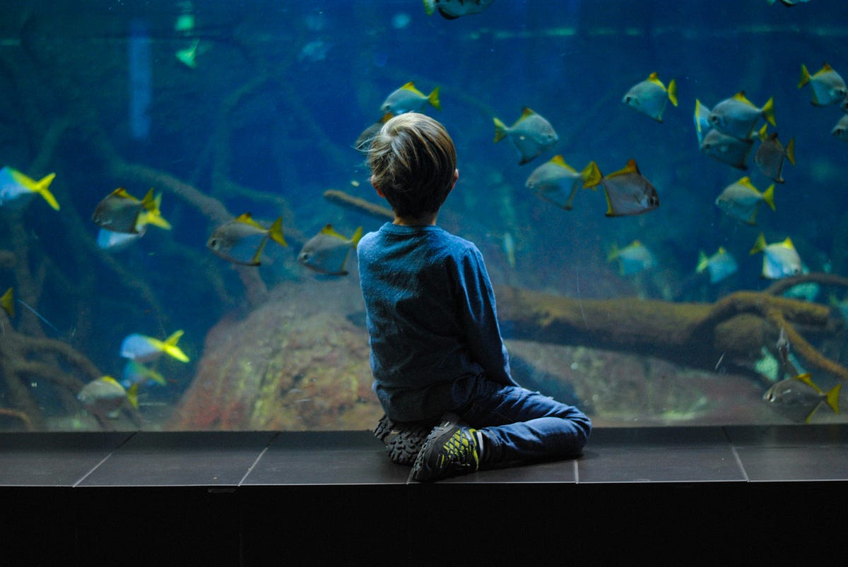 Why Every Dentist Has a Fish Tank & How it Helps | by Jayati G. | Jul ...