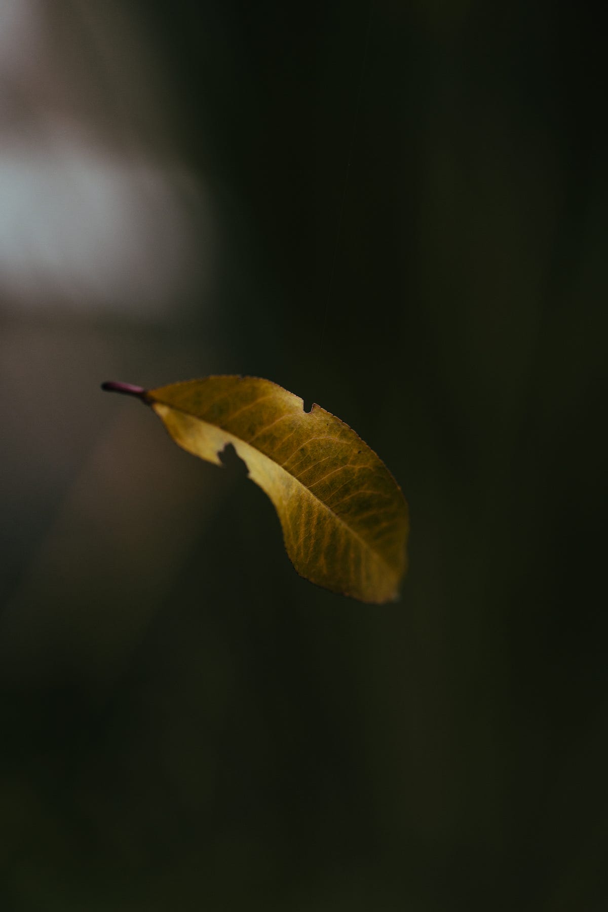Life of Leaf. A haiku | by Upen Singh | Promptly Written | Medium