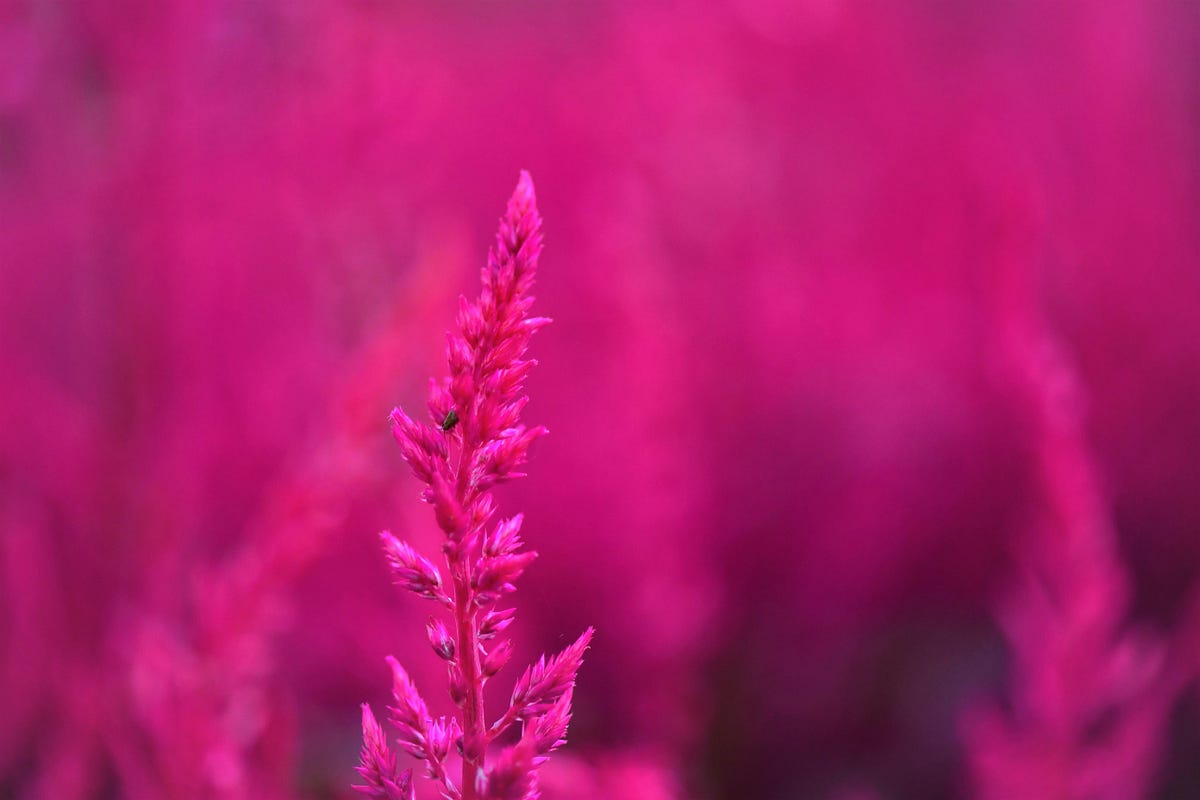 Untukmu, Magenta - Meja Sajak - Medium