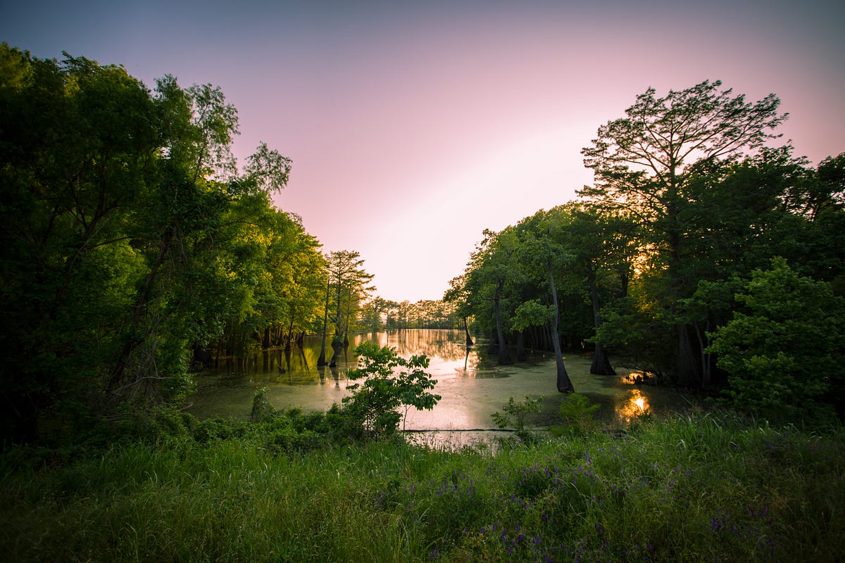 Deep Down in the Bayou. Deep down South In the heart of the… | by Maria ...