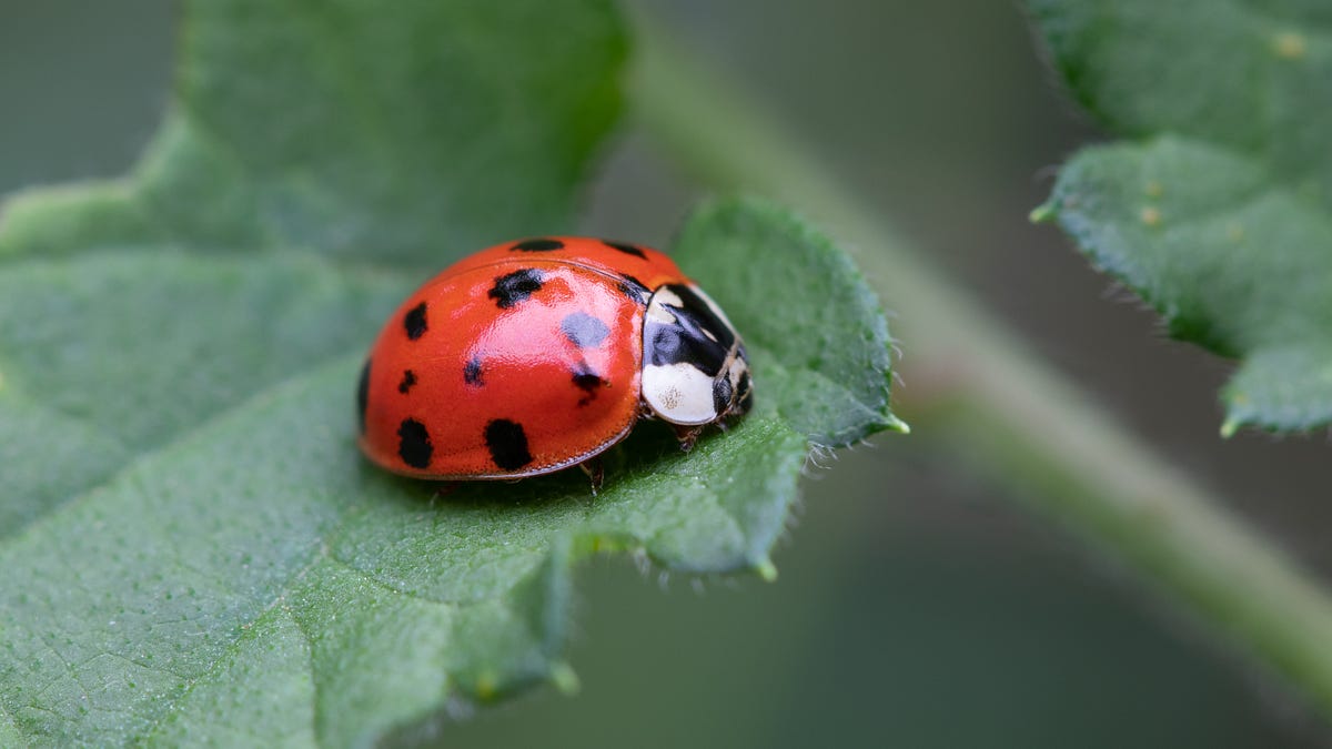 Getting Started with Bugfender. What is Bugfender? | by Shrey Sindher ...